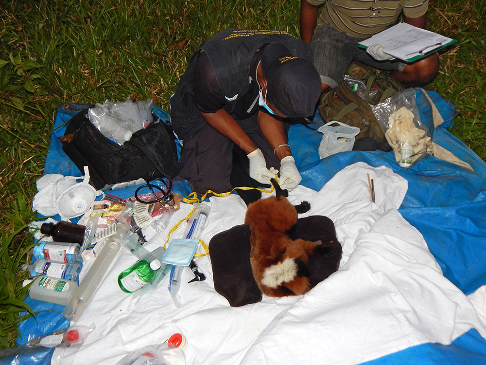 Red-ruffed lemur conservation programme | Palmyre Conservation
