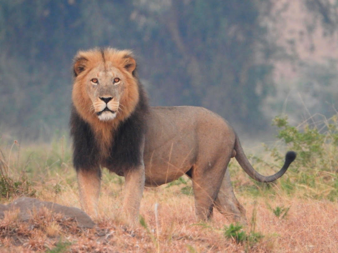 Virunga National Park | Palmyre Conservation